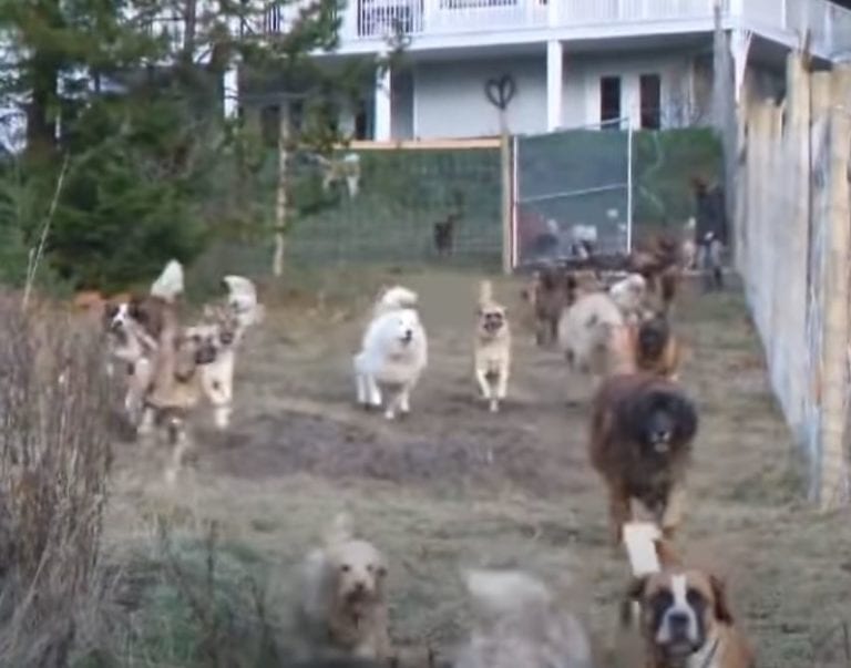 Man Rescues 45 Dogs And Sets Them Free On His Land