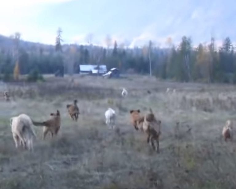 Man Rescues 45 Dogs And Sets Them Free On His Land