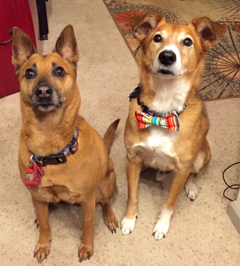 50 Precious dog photos that remind us they age quickly, so savor each ...