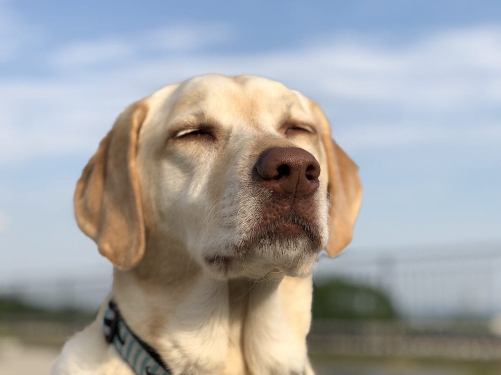 Dog’s hilarious “walk of shame” gives away his deed