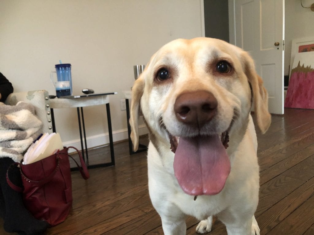 Dog’s hilarious “walk of shame” gives away his deed