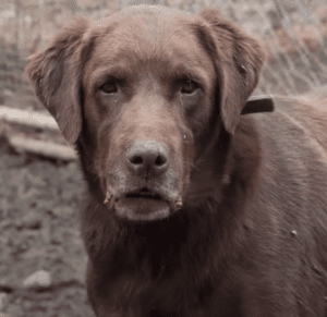 Missing Lab Returned To Family After Five years