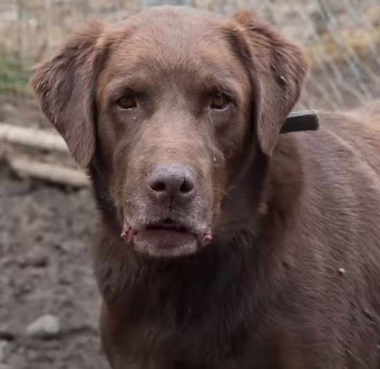 Missing Lab Returned To Family After Five years