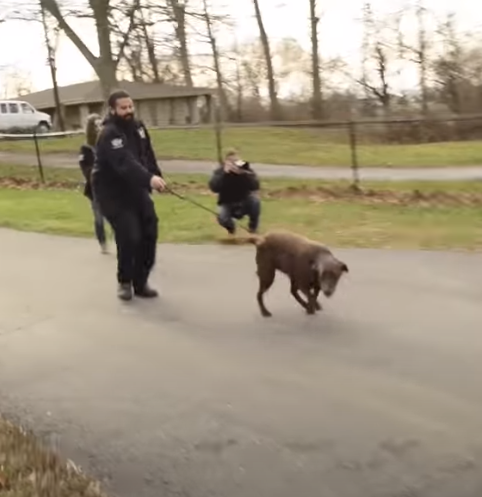 Missing Lab Returned To Family After Five years