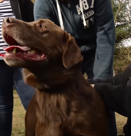 Missing Lab Returned To Family After Five years