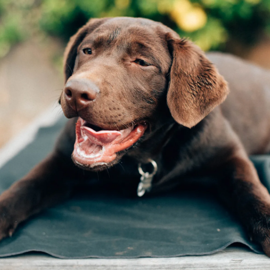 Missing Lab Returned To Family After Five years