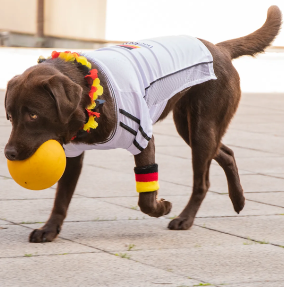 Missing Lab Returned To Family After Five years