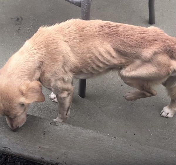 Couple wake up to find a puppy they’ve never seen before in their ...