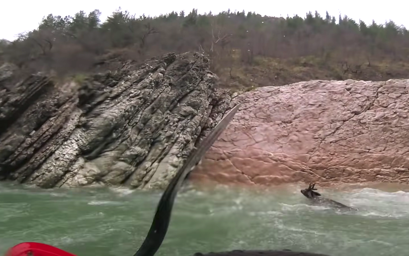 Kayaker spots drowning deer and jumps into action