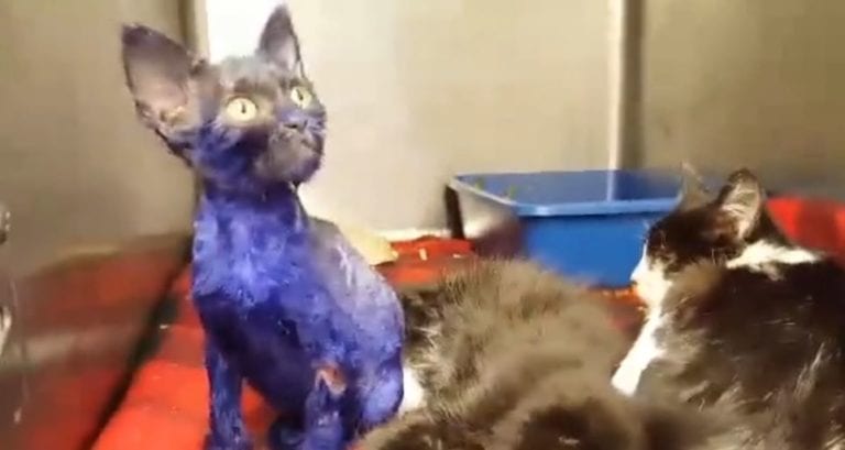 Defenseless kitten was dyed purple and left to fend for himself against ...