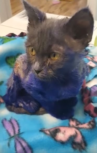 Defenseless kitten was dyed purple and left to fend for himself against ...