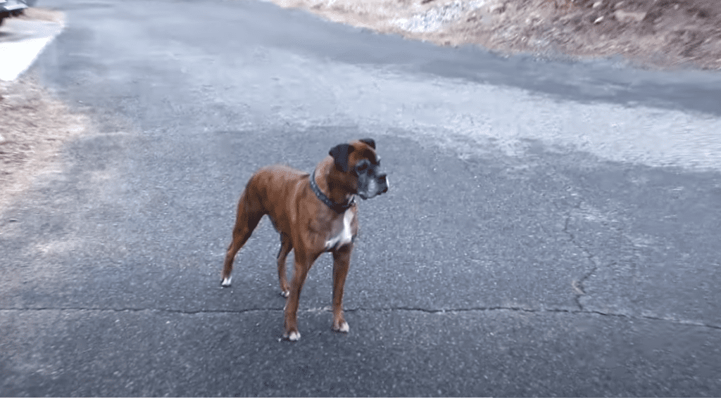 Mischievous boxer does guilty walk of shame to scene of the crime