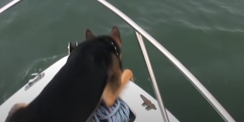 Adventurous dog jumps out of moving boat to swim with dolphins