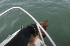 Adventurous dog jumps out of moving boat to swim with dolphins