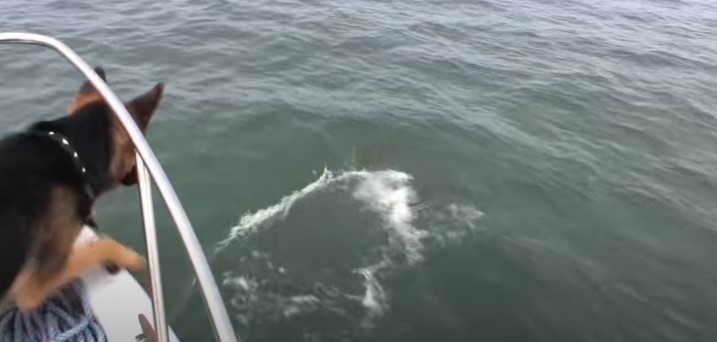 Adventurous dog jumps out of moving boat to swim with dolphins