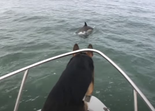 Adventurous dog jumps out of moving boat to swim with dolphins