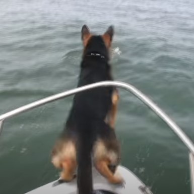 Adventurous dog jumps out of moving boat to swim with dolphins