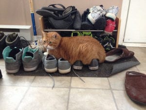 45 hilarious examples of cat logic
