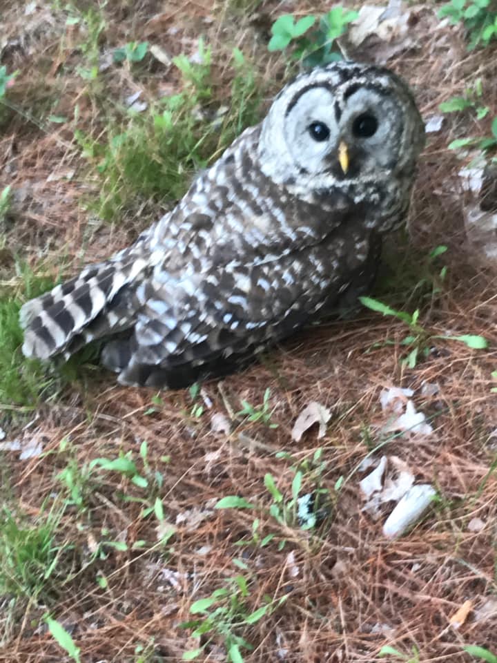 Rescued owl takes a ride in a police car