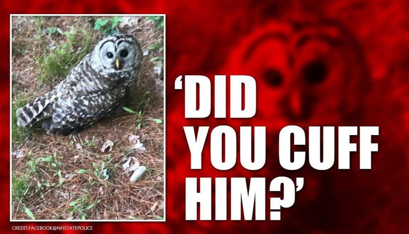 Rescued owl takes a ride in a police car