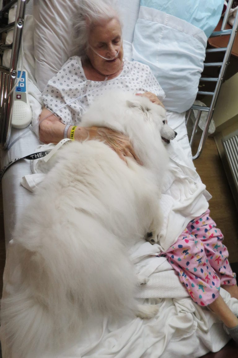 35+ stories that prove how much dogs care about their humans