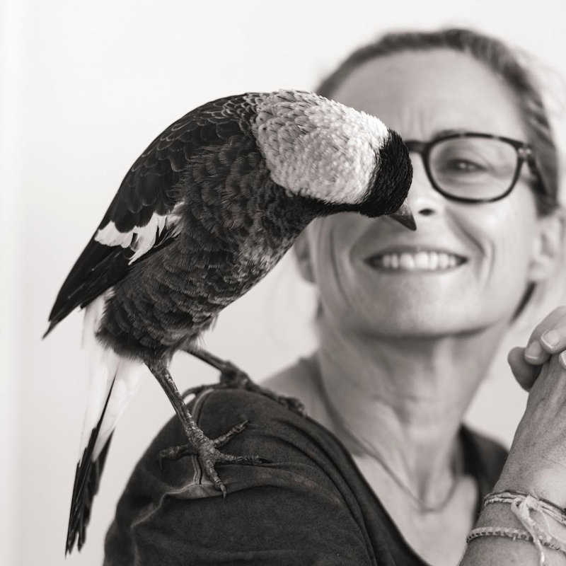 Family save a baby magpie that turns out to be family’s saving grace