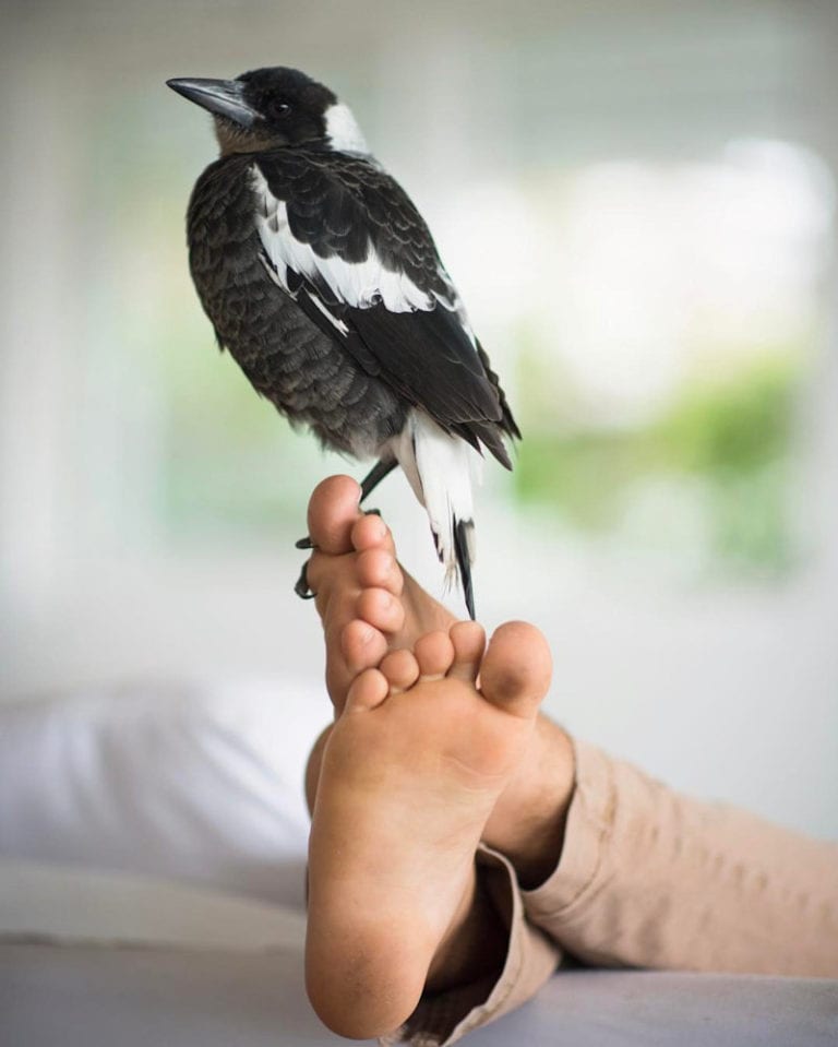 Family save a baby magpie that turns out to be family’s saving grace