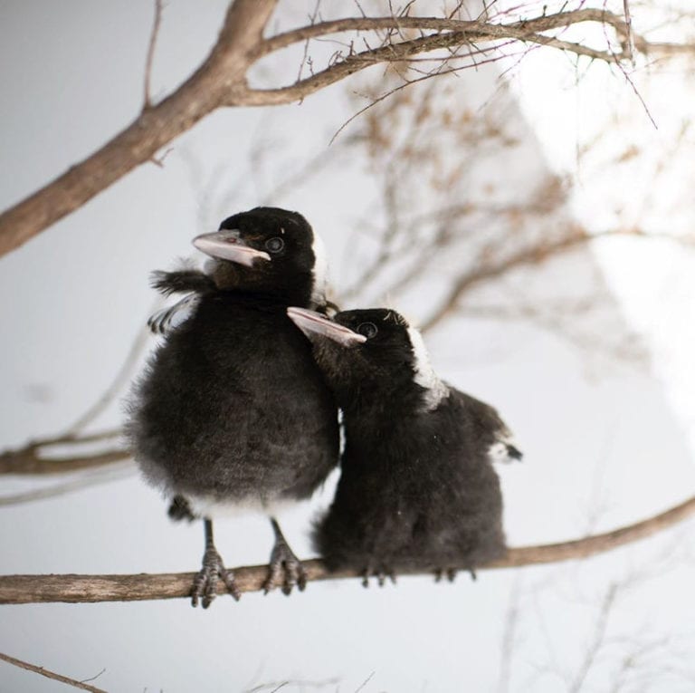 Family save a baby magpie that turns out to be family’s saving grace