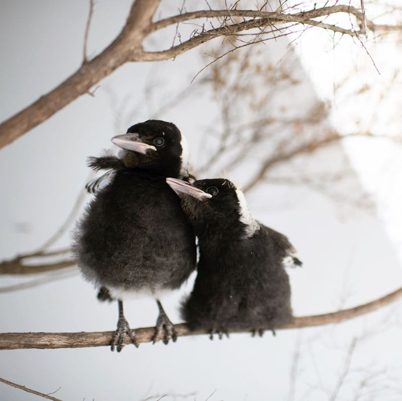 Family save a baby magpie that turns out to be family’s saving grace