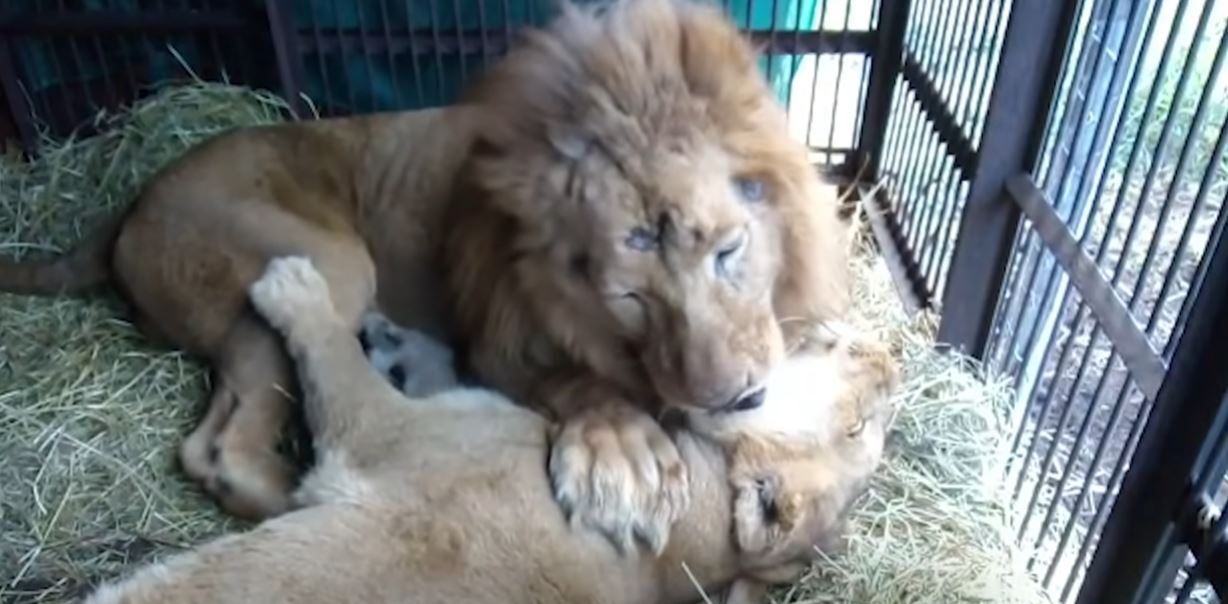 After 8 years in a cage, rescued circus lions touch grass for the first ...