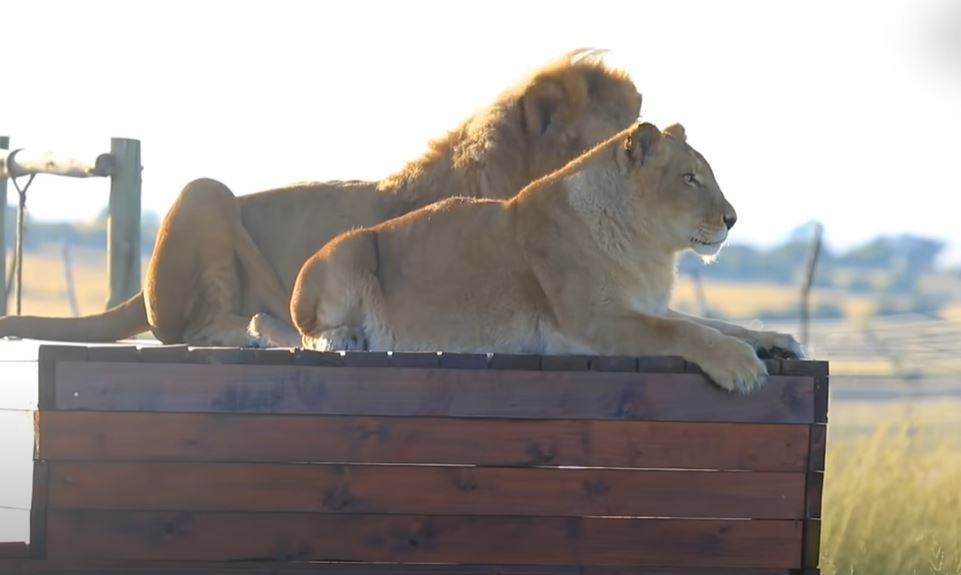 After 8 years in a cage, rescued circus lions touch grass for the first ...