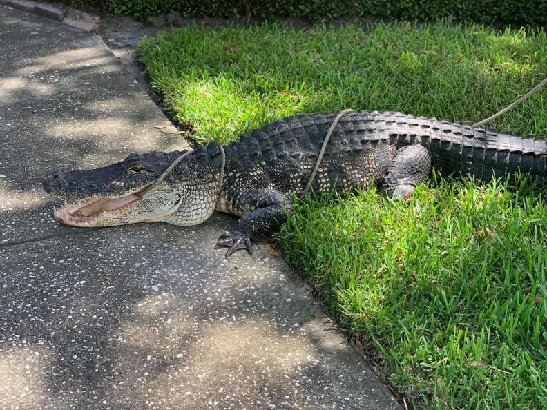 Family opens front door and finds 8-foot alligator waiting for them