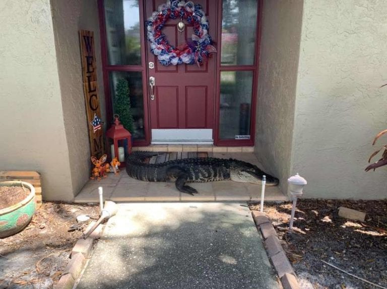 Family opens front door and finds 8-foot alligator waiting for them