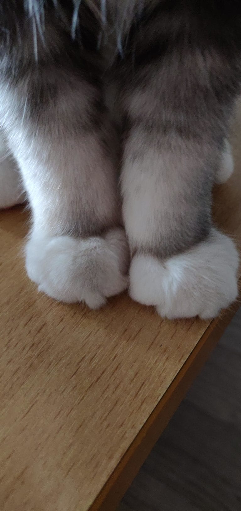 50 Photos Proving Cats Are Among The Cutest Of Creatures