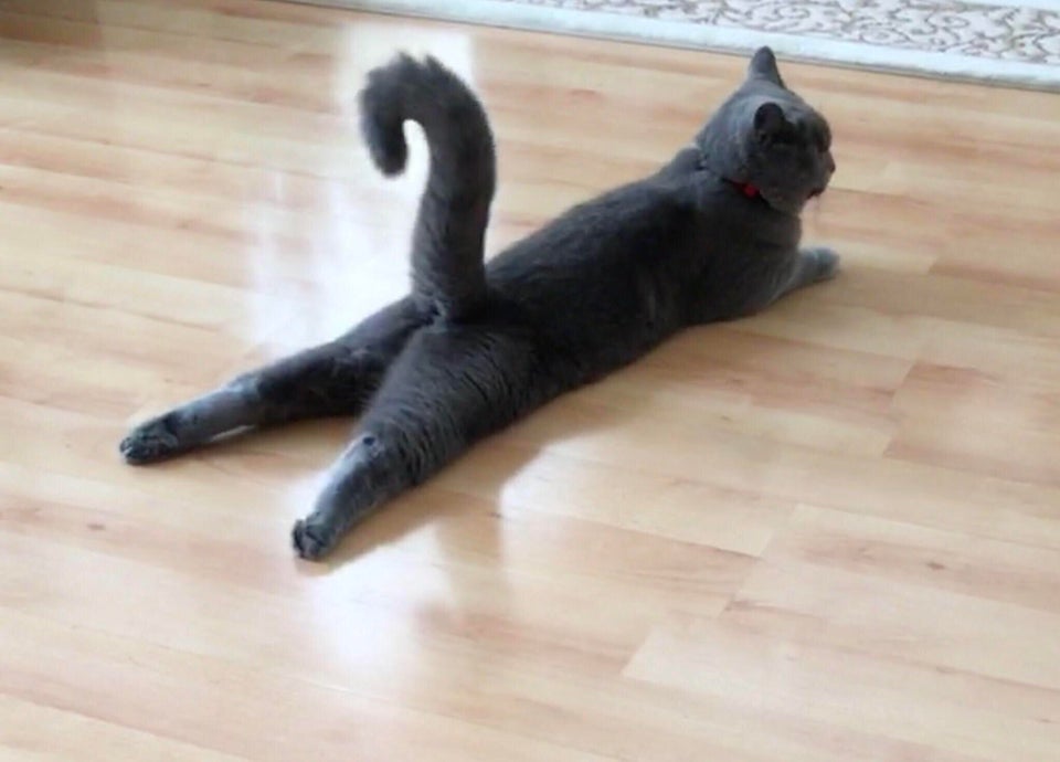 50 Photos Proving Cats Are Among The Cutest Of Creatures