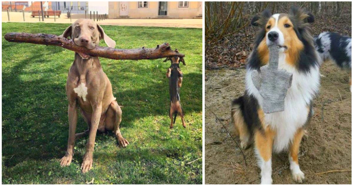 70 hilarious dogs skilled at making their owners laugh