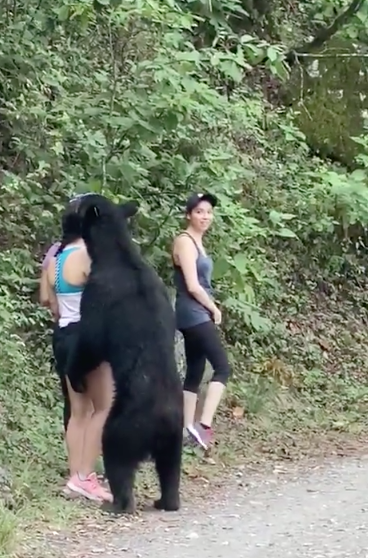 Bear casually walks up to women on a hike and their reaction is to take ...