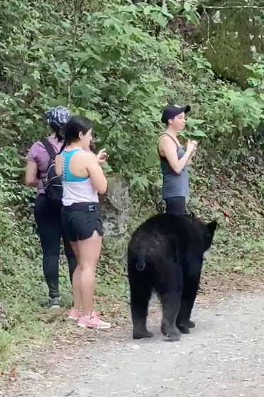 Bear casually walks up to women on a hike and their reaction is to take ...
