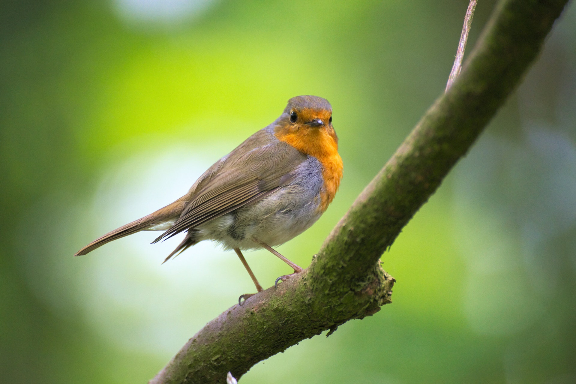 Hilarious bird laughs like he’s a super villain