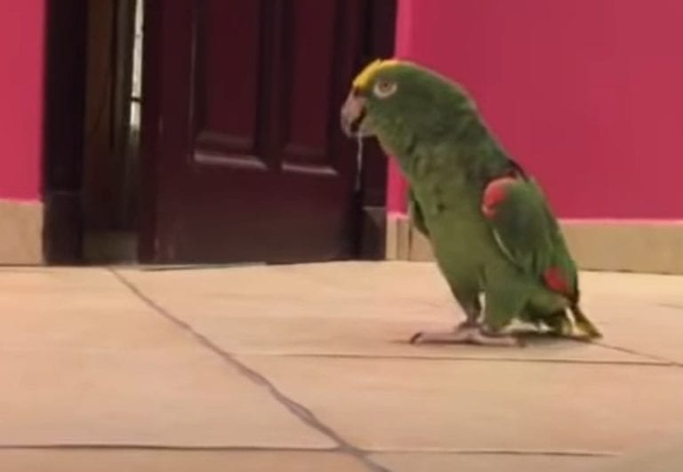Hilarious bird laughs like he’s a super villain