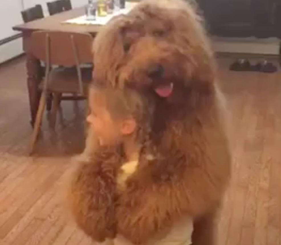 Little girl dances around with giant dog that looks like a Teddy Bear
