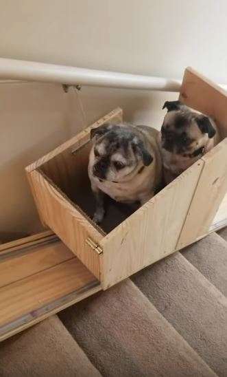 Woman helps her elderly dogs climb stairs easier by building them ...