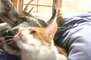 Rescued baby deer and gentle family cat share unique connection