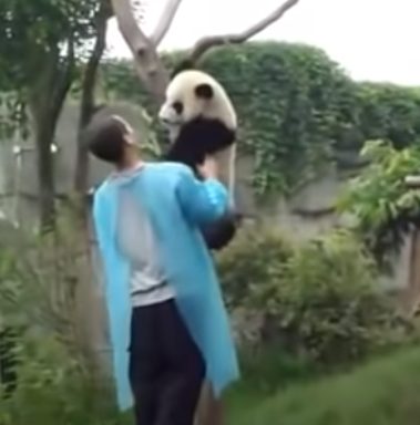 Baby Panda Wants Hug From Worker To Get Down From Tree