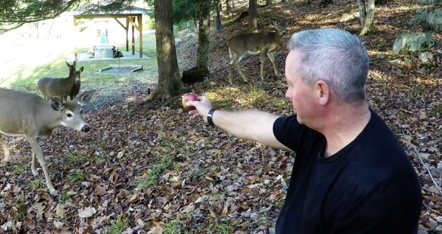 Deer spots man eating apple and brings her fawn over for bite