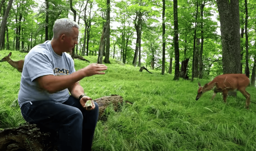 Deer spots man eating apple and brings her fawn over for bite