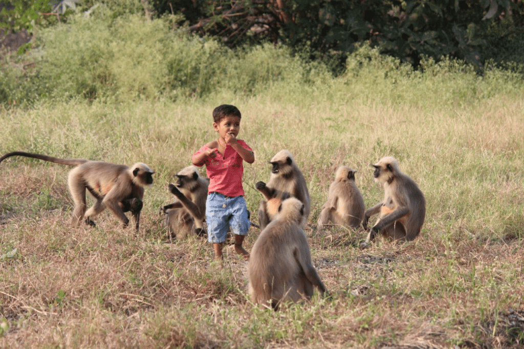 Cute toddler befriends a troupe of monkeys