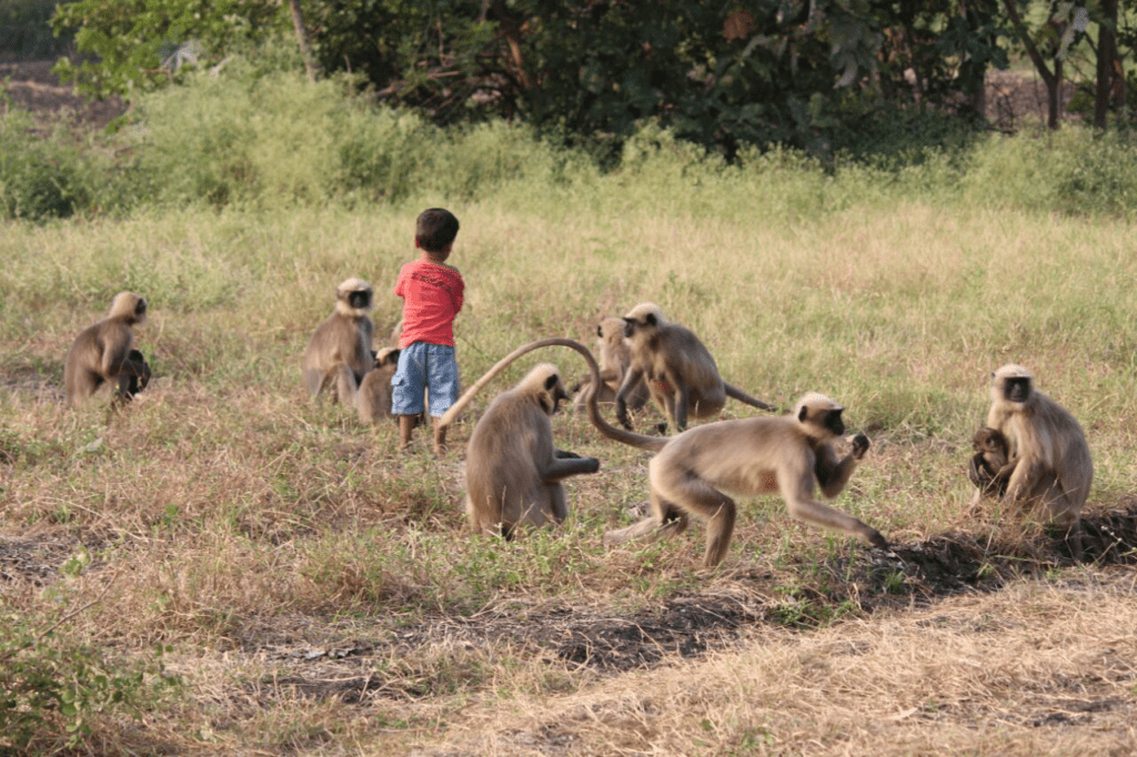 Cute toddler befriends a troupe of monkeys
