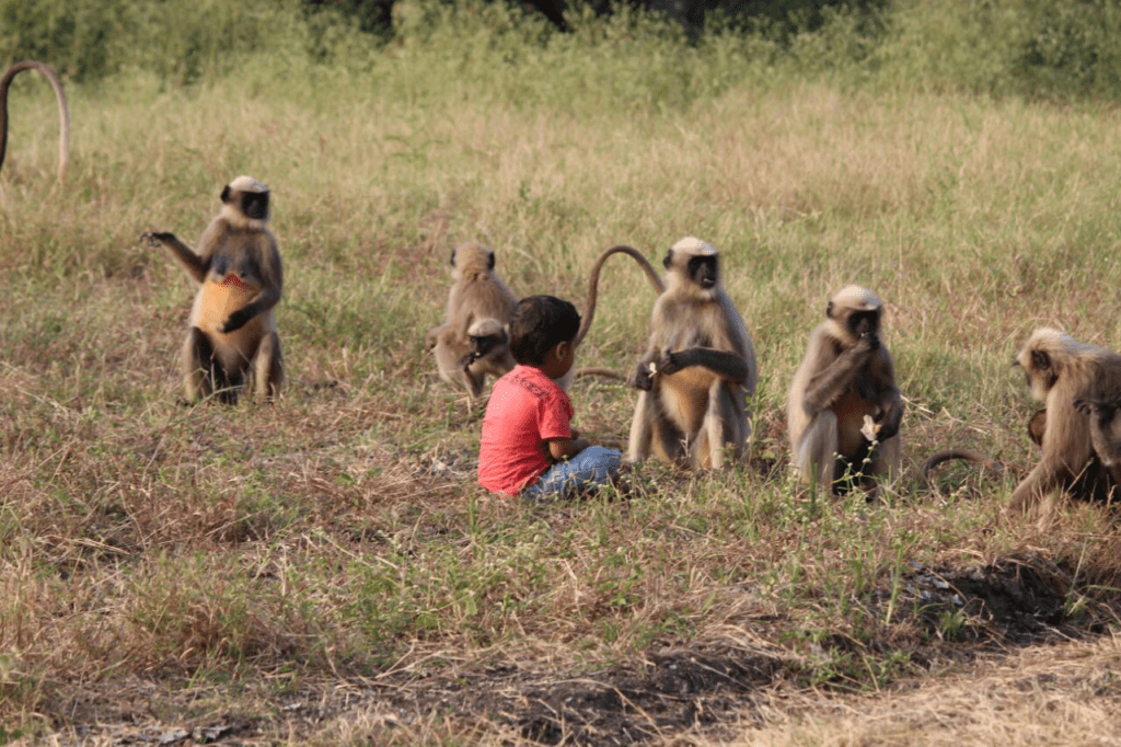 Cute toddler befriends a troupe of monkeys