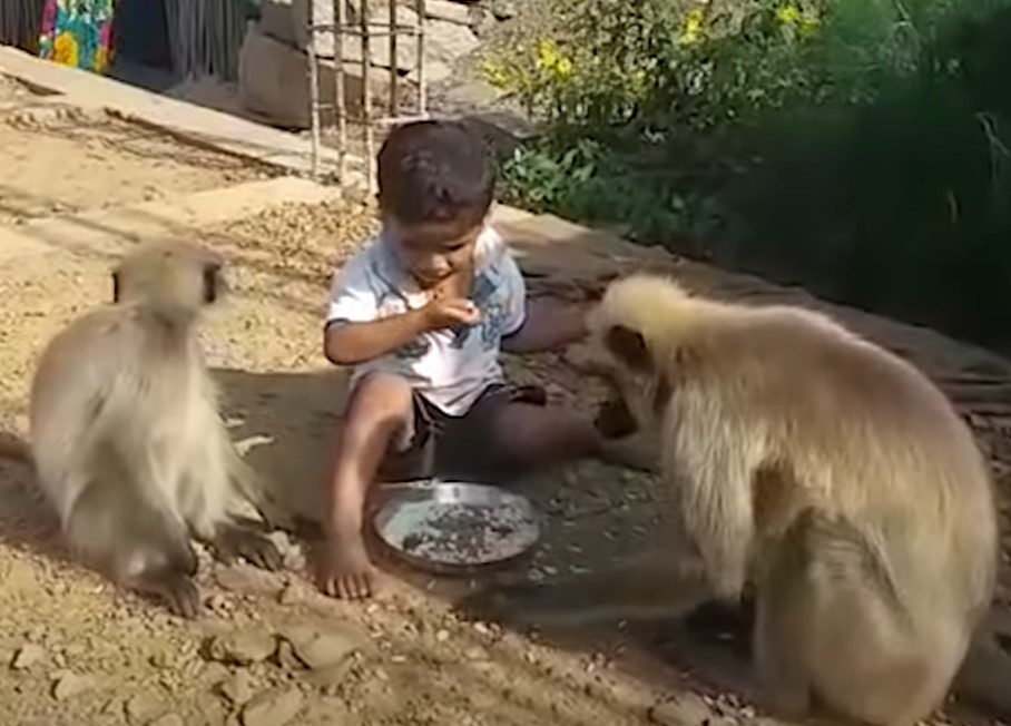 Cute toddler befriends a troupe of monkeys